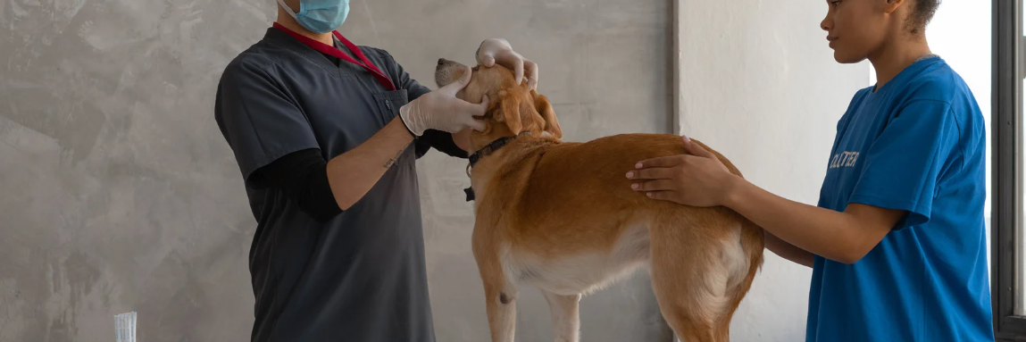 Student Placement | CCVG