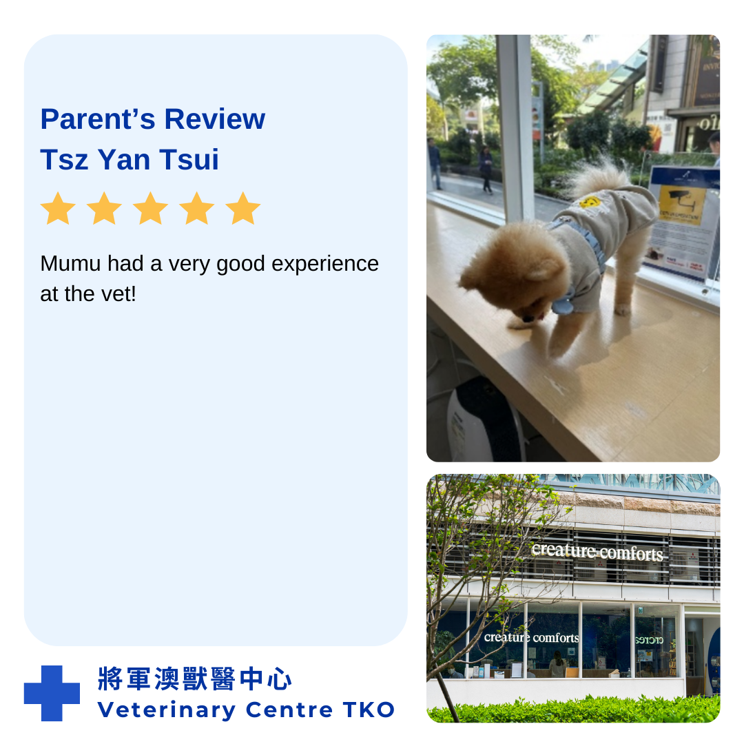 Creature Comforts TKO | Veterinary Care in Tseung Kwan O